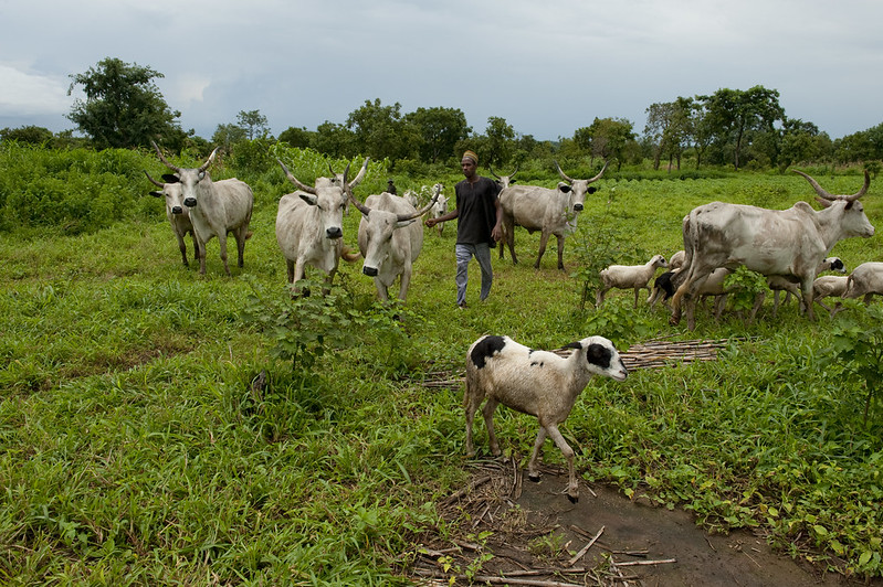 10 Transforming Bangladeshs Livestock Sector For More Better And